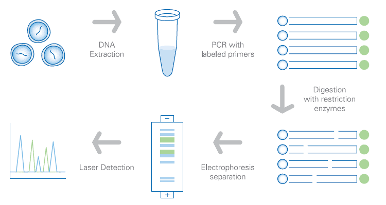 تکنیک RFLP PCR چیست؟ | درگاه علوم پزشکی ایران مدلاین