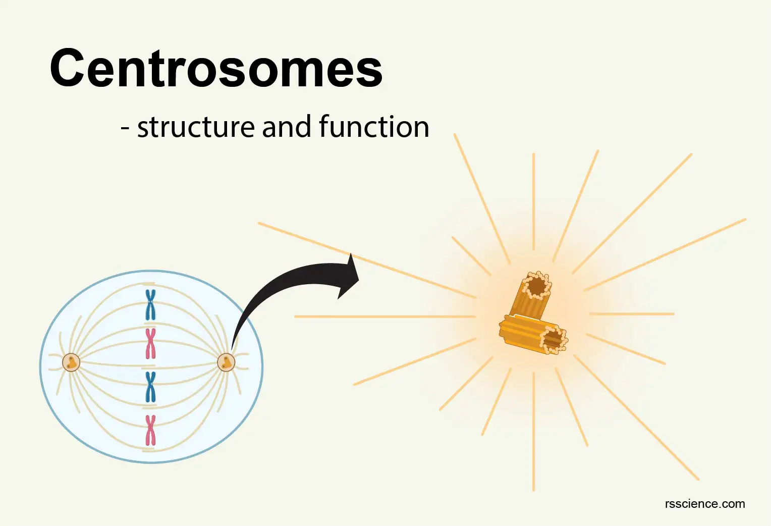 Centrosome And Centrioles