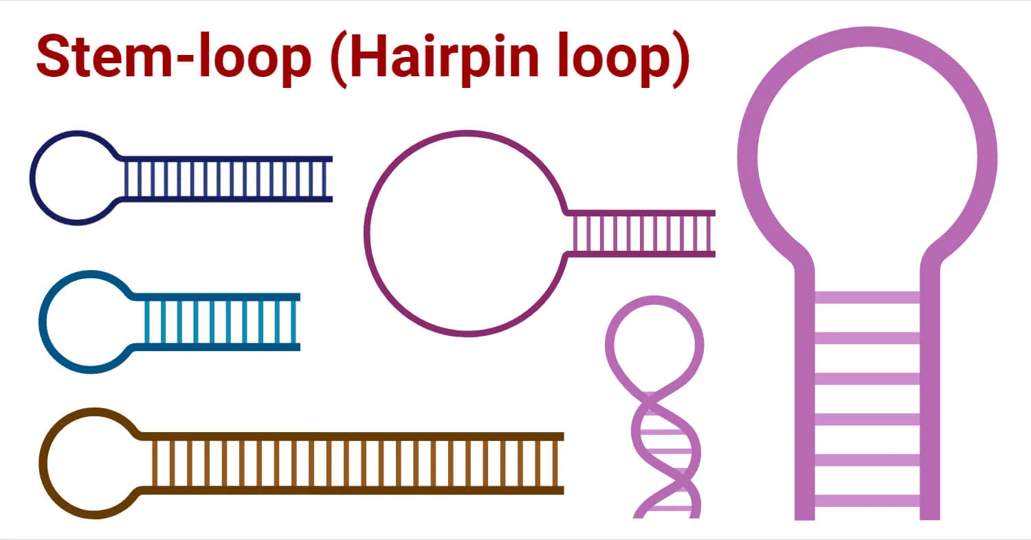 ساختار Stem Loop ساختار سنجاق‌سری ویژگی‌ها و کاربر‌دها 